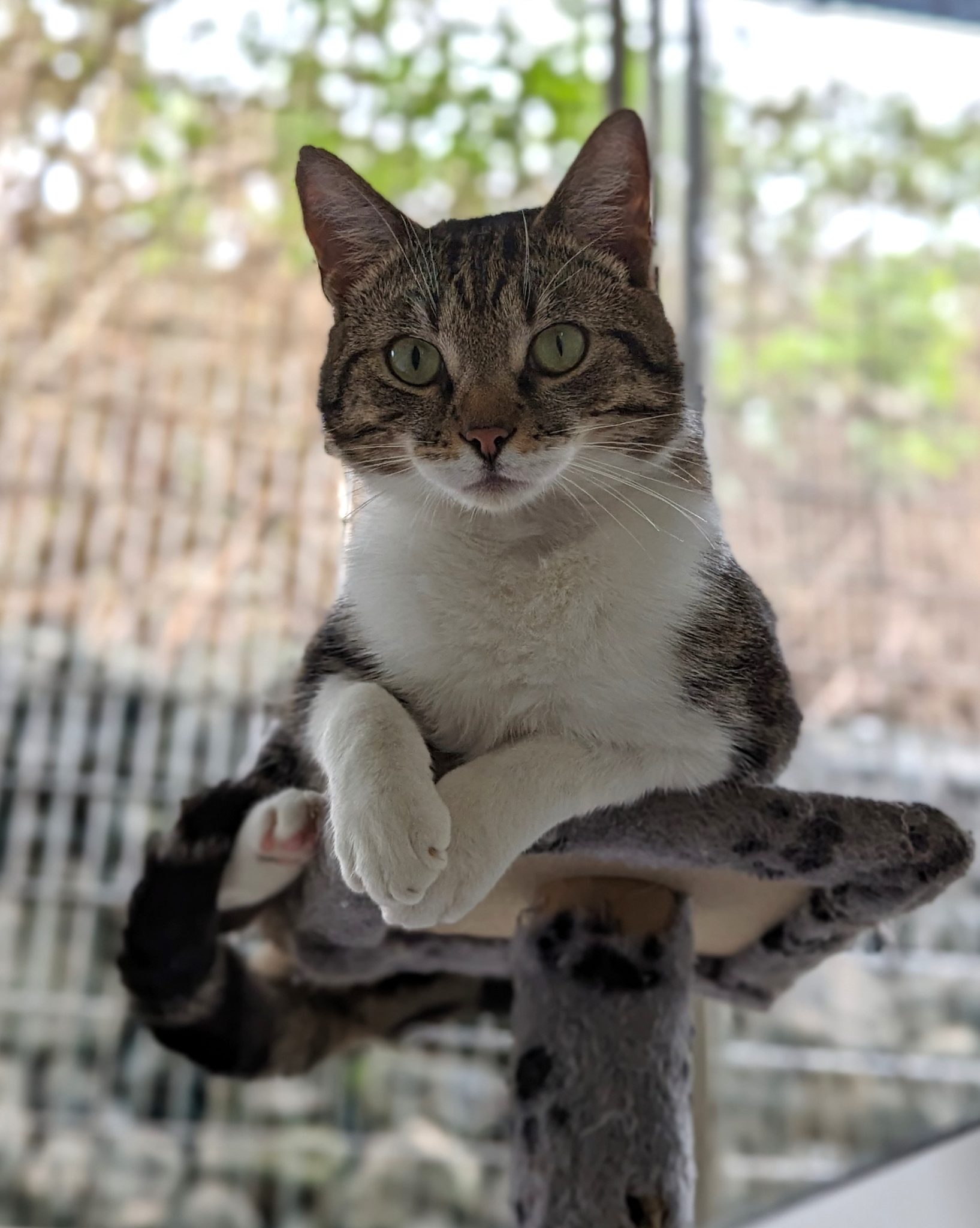 Cats Archive - RSPCA Little Valley Animal Shelter