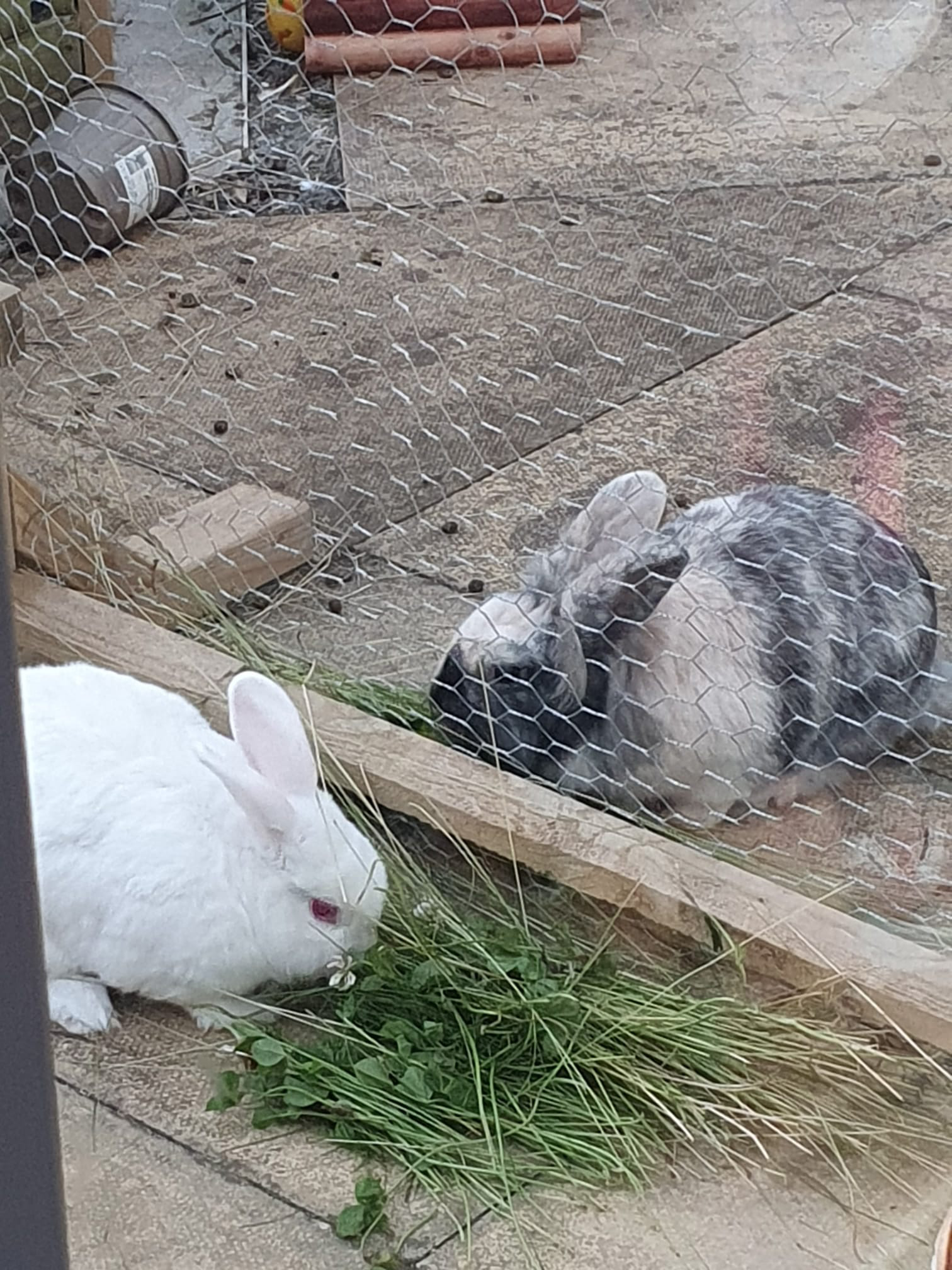 Laurie - Happy Home Update - RSPCA Little Valley Animal Shelter