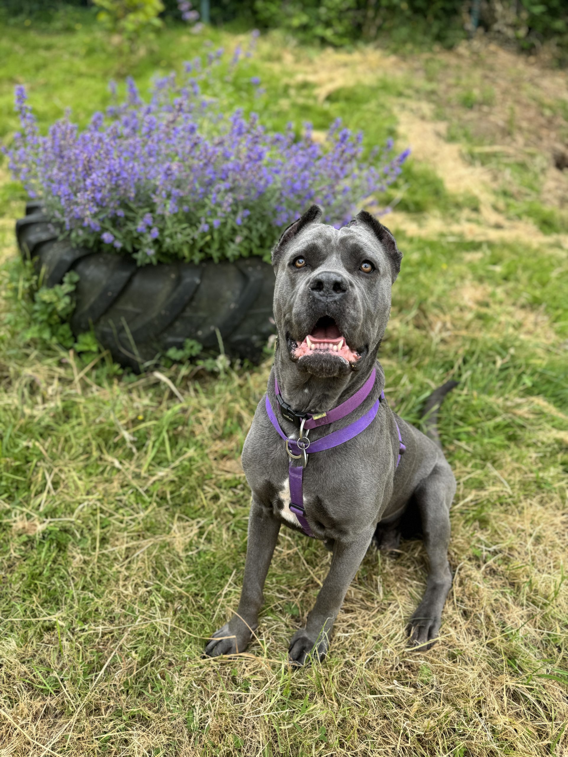 Dogs Archive - RSPCA Little Valley Animal Shelter