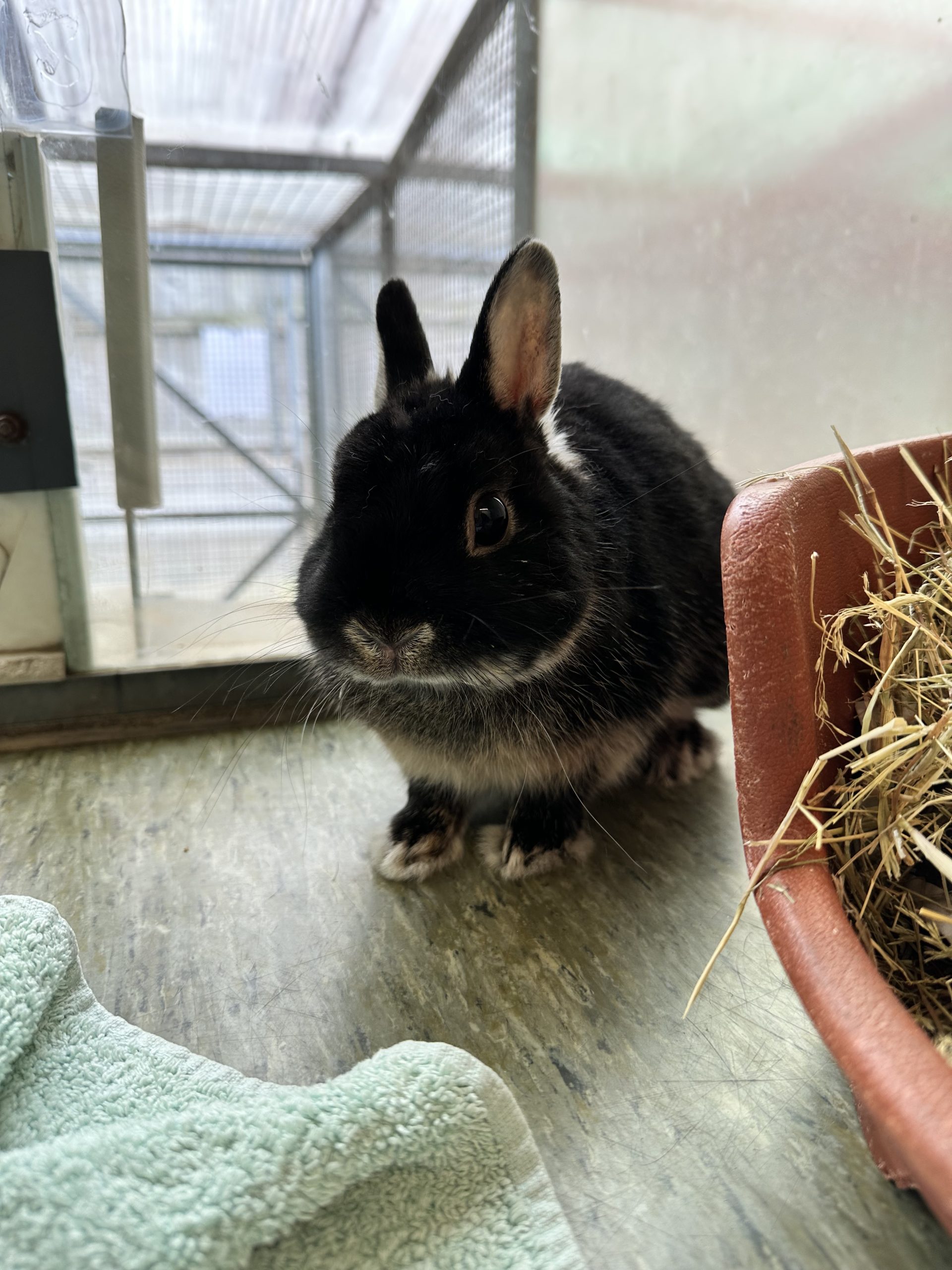 Rabbits Archive - RSPCA Little Valley Animal Shelter