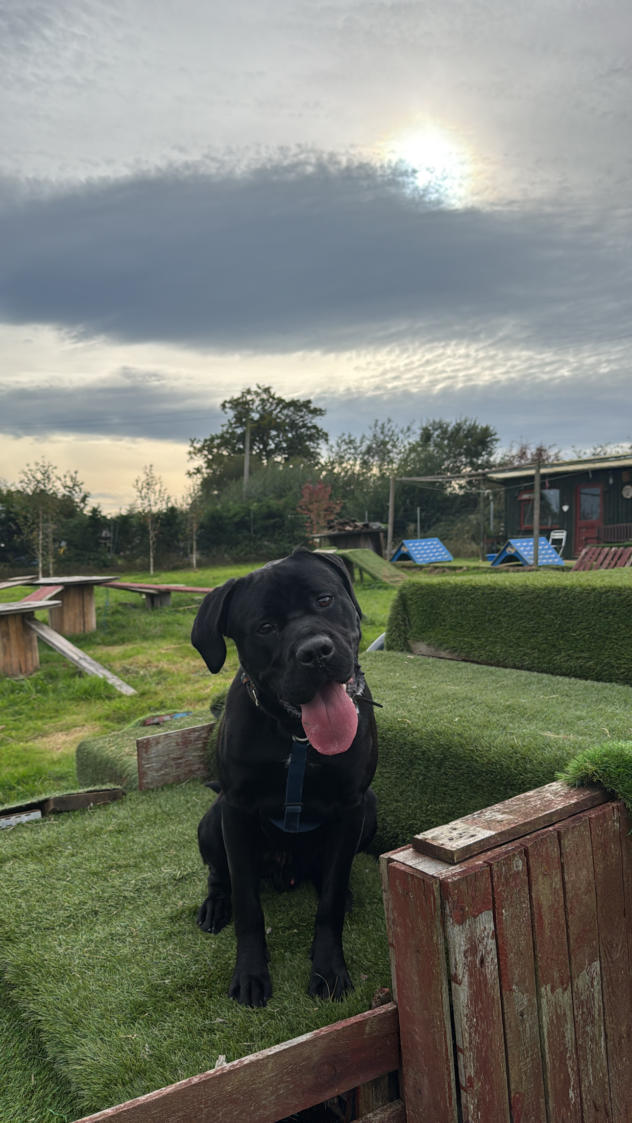 Lemmy - RSPCA Little Valley Animal Shelter