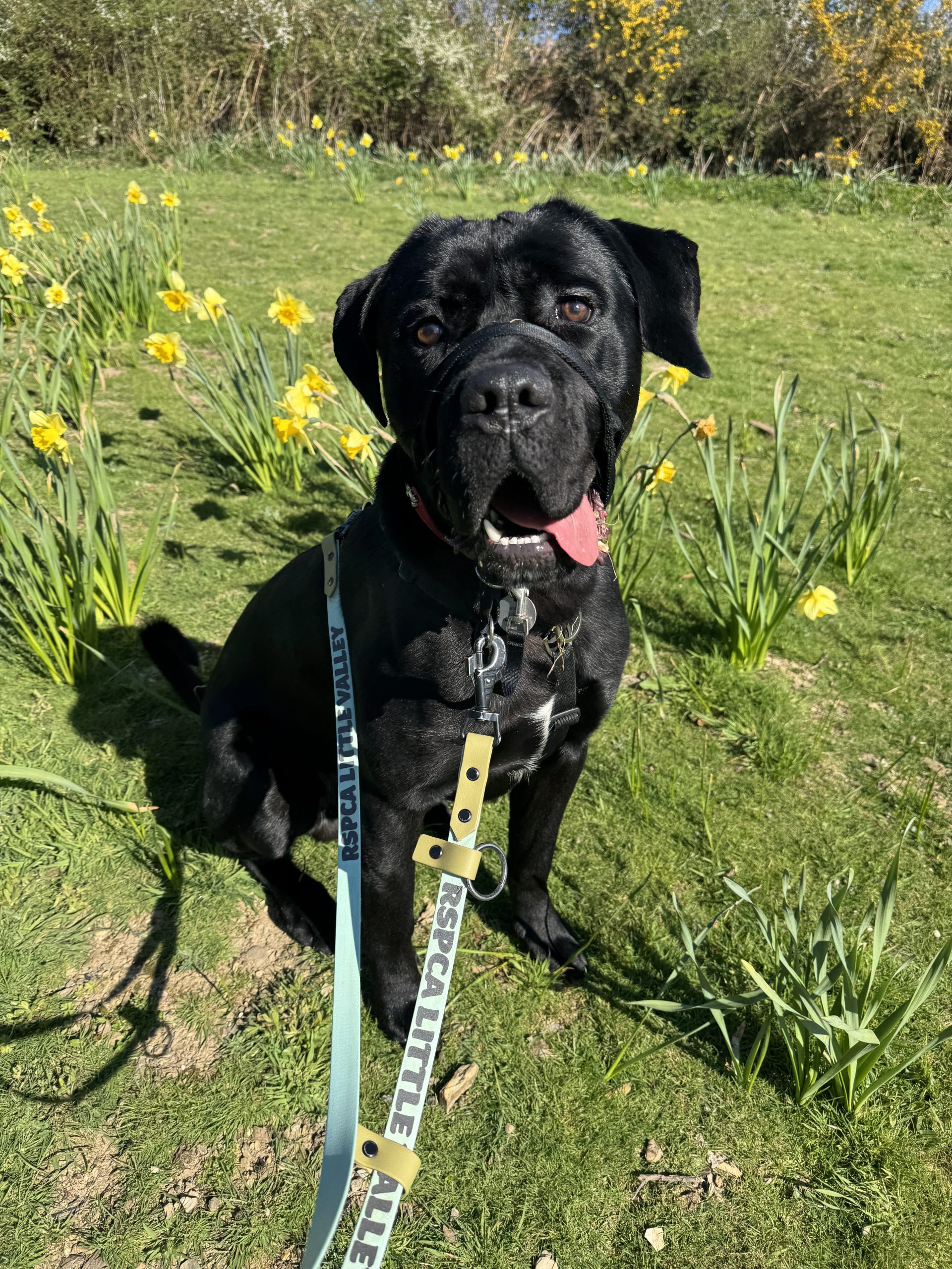 Lemmy - RSPCA Little Valley Animal Shelter